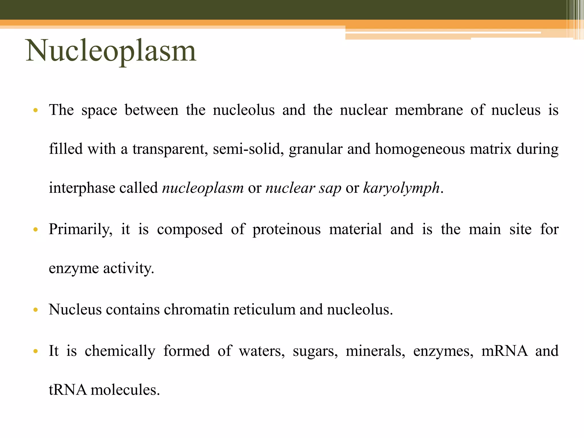 Interphase nucleus of animal | PPTX