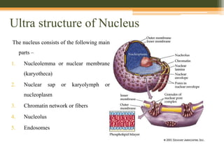 Interphase nucleus of animal | PPTX