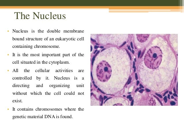 Interphase Animal Cell