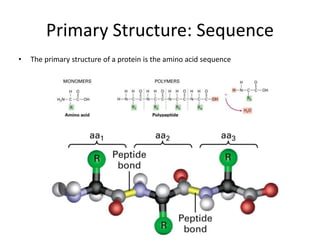Protein Structural predection | PPT