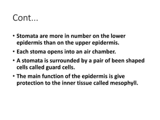 Structural variability in leaves | PPTX | Gardening | Home & Garden