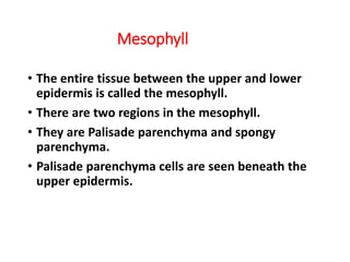 Structural variability in leaves | PPTX | Gardening | Home & Garden