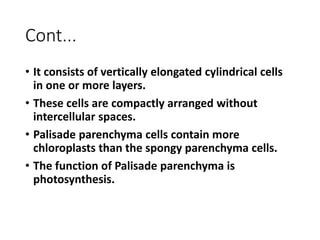 Structural variability in leaves | PPTX