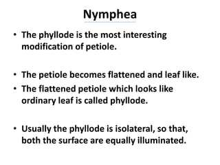 Structural variabilities in leaves | PPTX