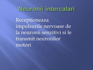 Structura sistemului nervos (1) | PPTX