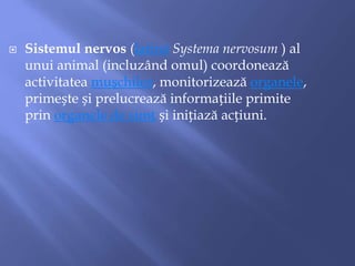 Structura sistemului nervos (1) | PPTX