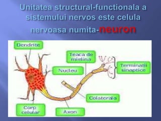 Structura sistemului nervos (1) | PPTX