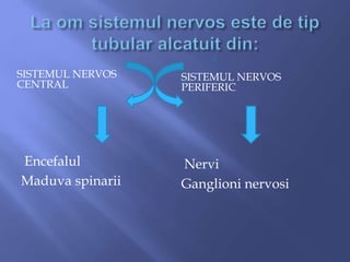 Structura sistemului nervos (1) | PPTX