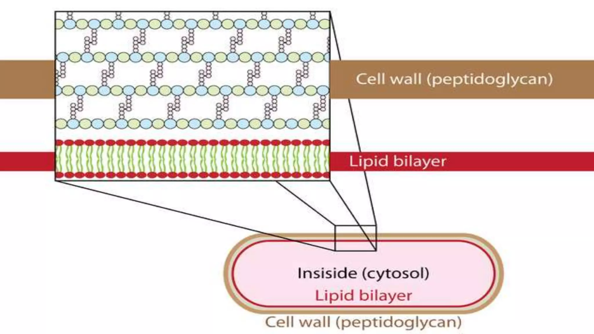 Structure of Bacterial cell wall | PPTX