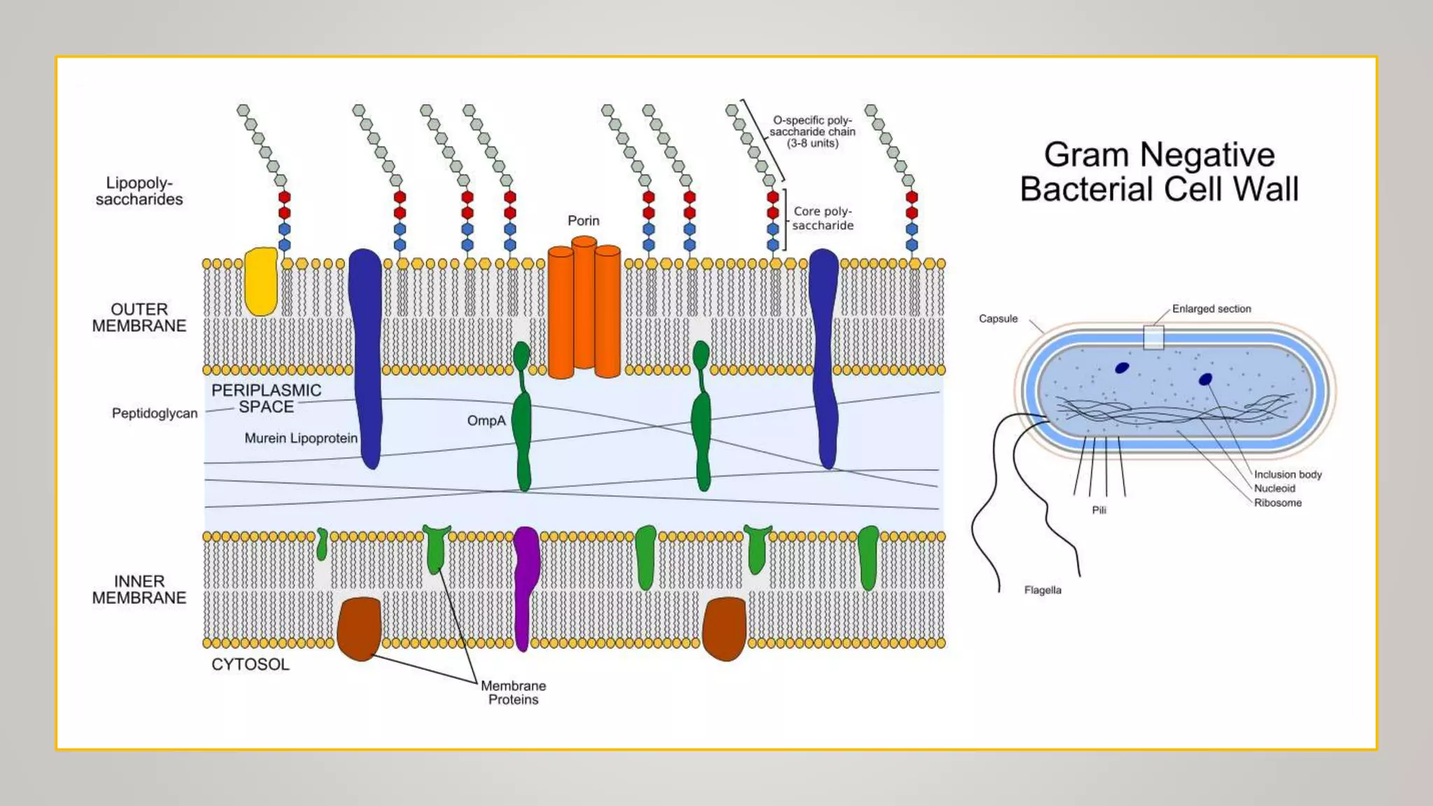 Structure of Bacterial cell wall | PPTX