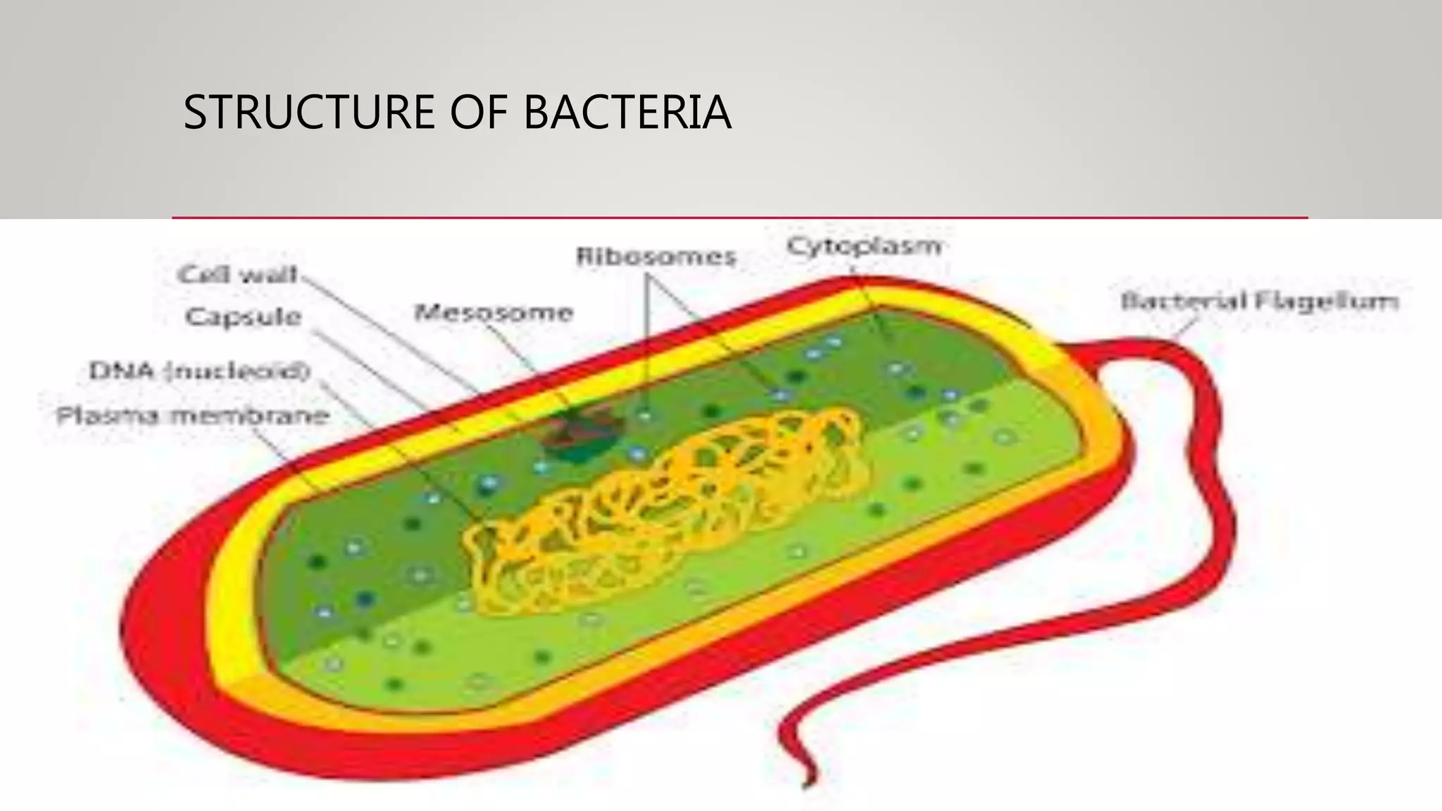 Structure of Bacterial cell wall | PPTX