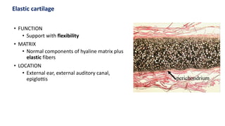 Structure & biomechns of articular cartilage | PDF