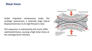 Structure & biomechns of articular cartilage | PDF