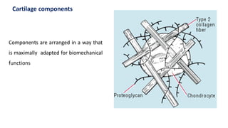 Structure & biomechns of articular cartilage | PDF