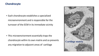 Structure & biomechns of articular cartilage | PDF