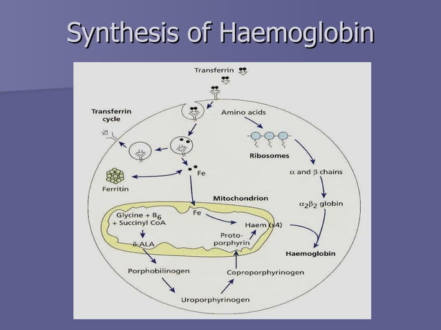 Structure And Function Of Haemoglobin | PPT | Chemistry | Science