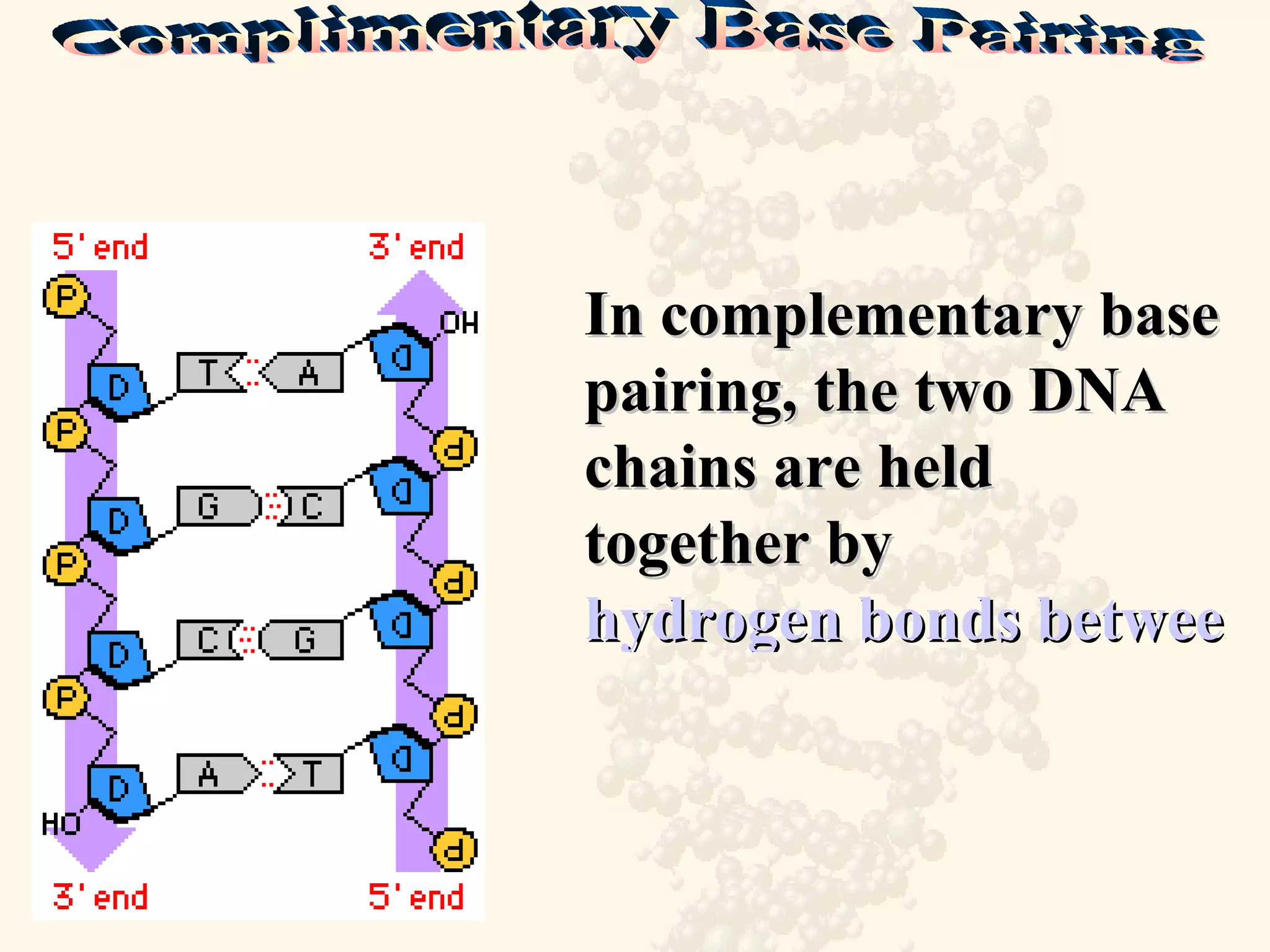 Structure and Function of Nucleic Acids | PPT