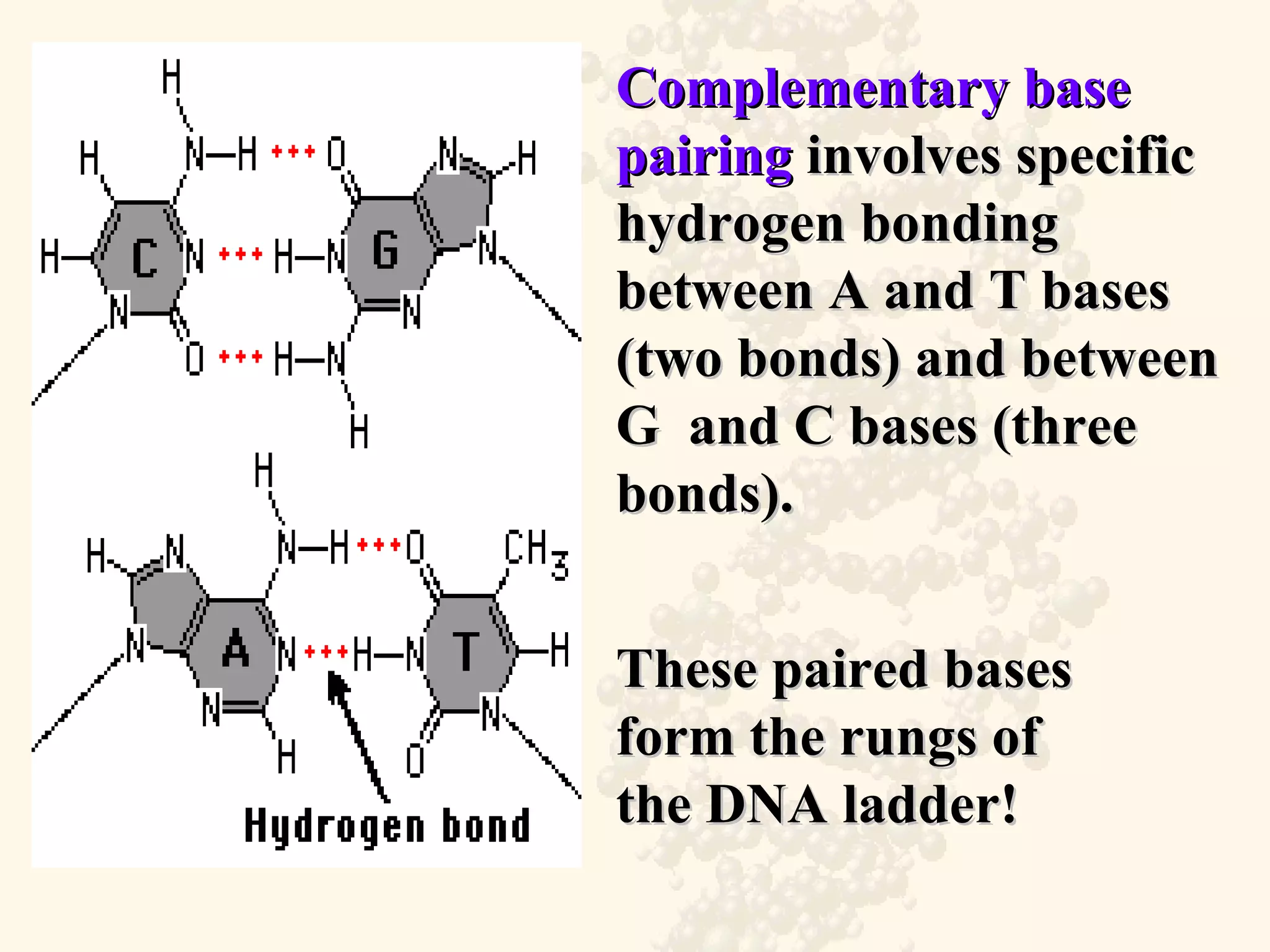 Structure and Function of Nucleic Acids | PPT