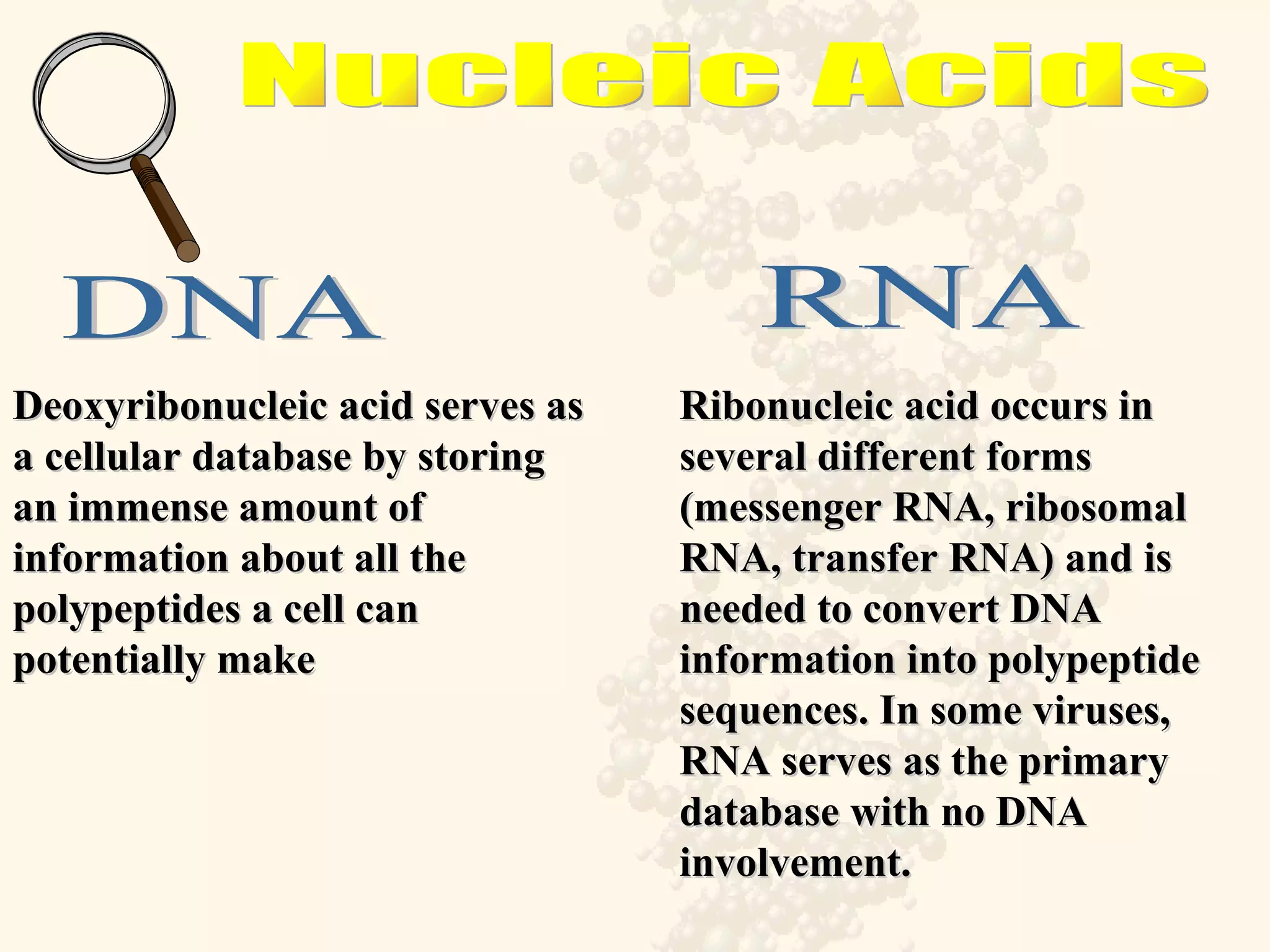 Structure and Function of Nucleic Acids | PPT