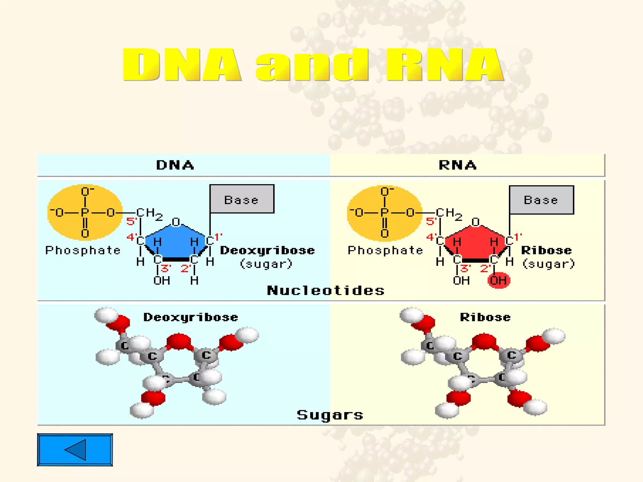 Structure and Function of Nucleic Acids | PPT