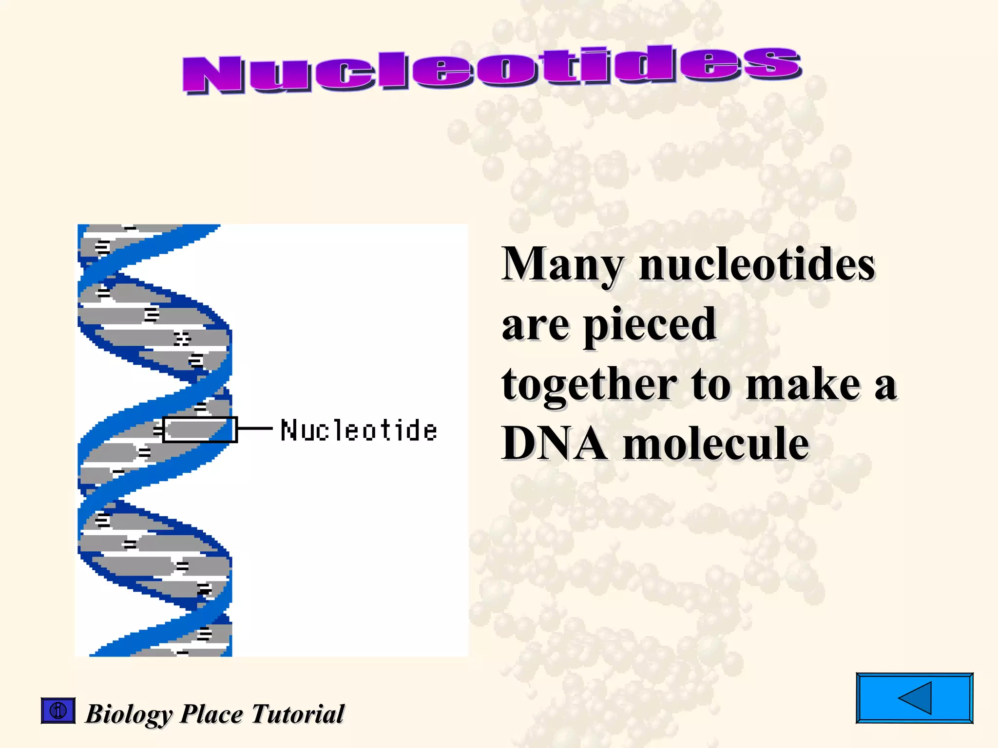 Structure and Function of Nucleic Acids | PPT