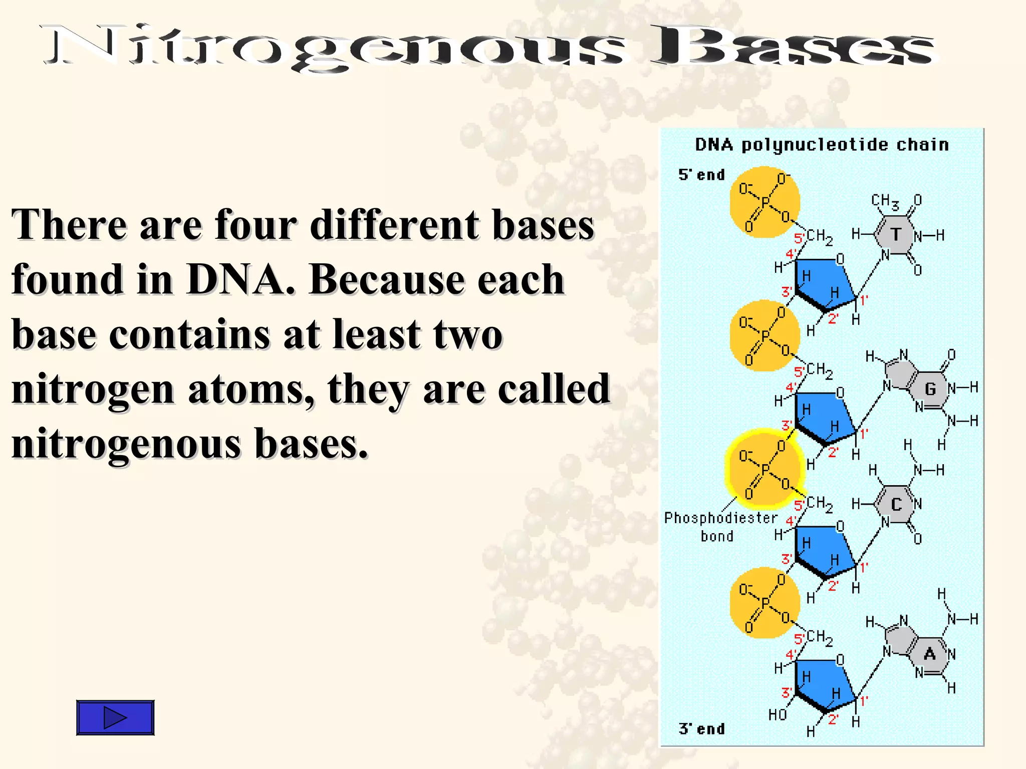Structure and Function of Nucleic Acids | PPT