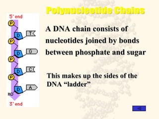 Structure and Function of Nucleic Acids | PPT