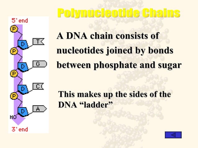 Structure and Function of Nucleic Acids | PPT | Chemistry | Science