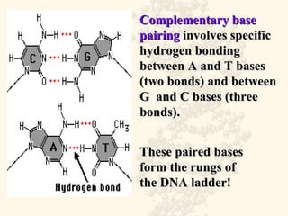 Structure and Function of Nucleic Acids | PPT