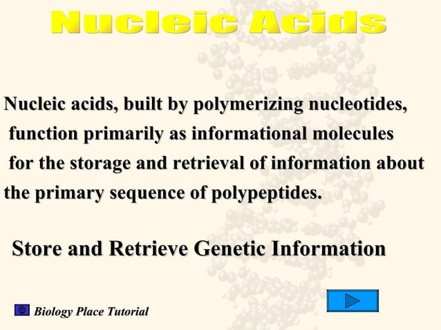 Structure and Function of Nucleic Acids | PPT | Chemistry | Science