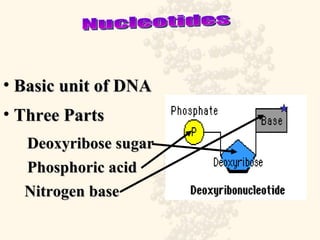 Structure and Function of Nucleic Acids | PPT