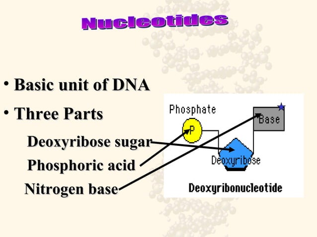 Structure and Function of Nucleic Acids | PPT | Chemistry | Science