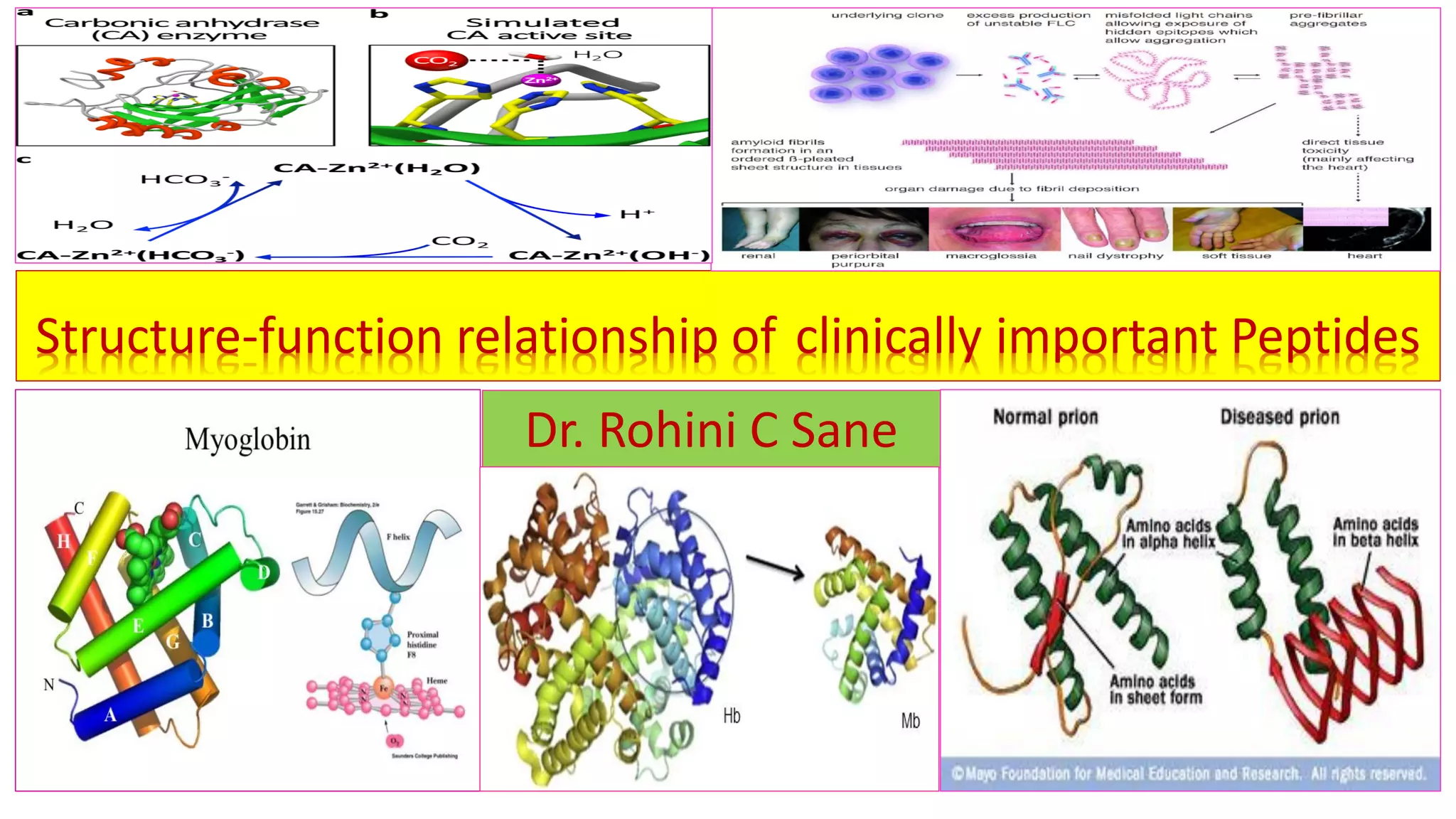 Structure function relationship of clinically important peptides | PDF