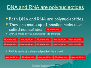 DNA Structure and Function: The Double Helix Model and Its Role in ...