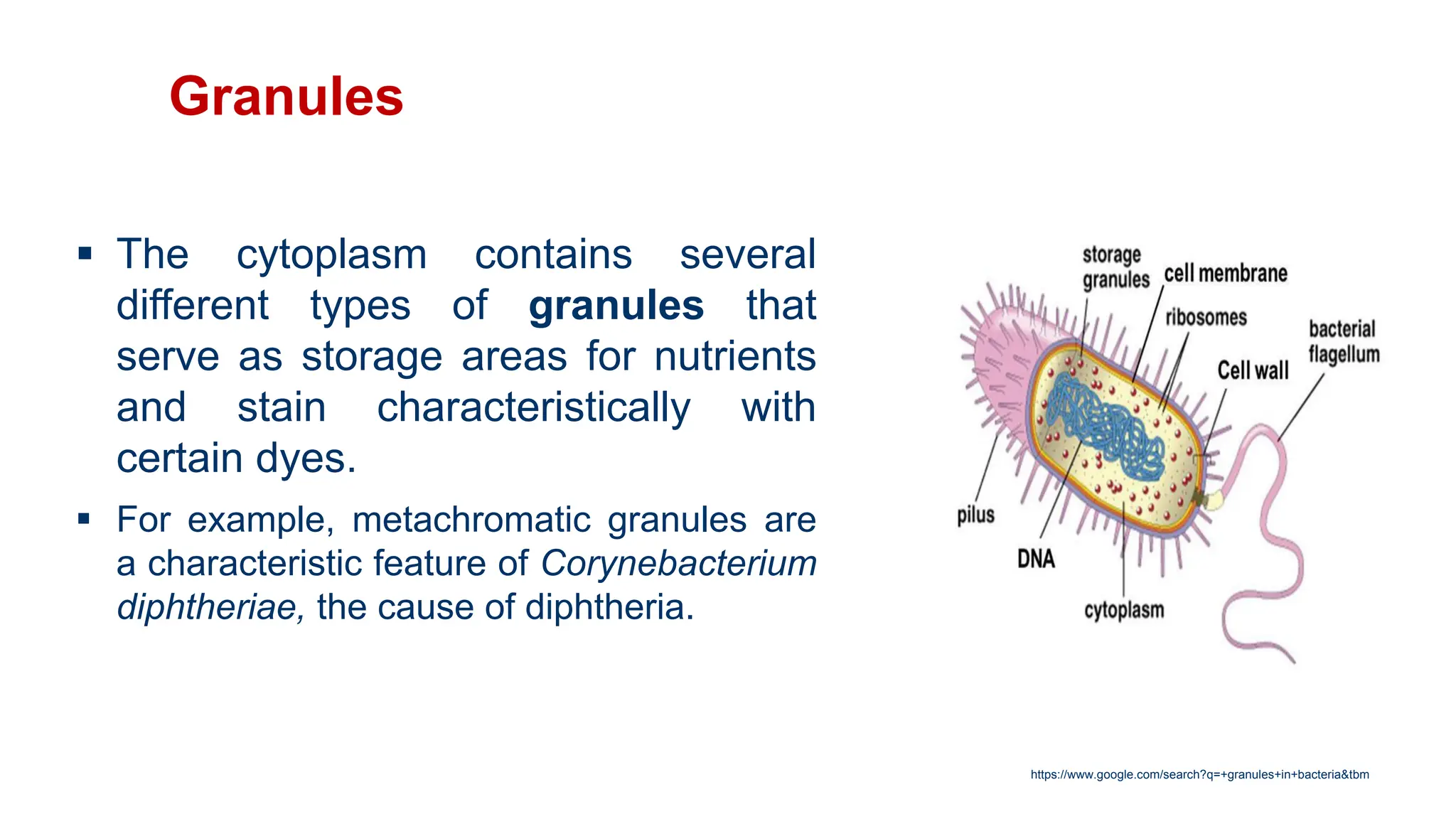 Structure-of-Bacterial-cell.pdf microbiology | PDF