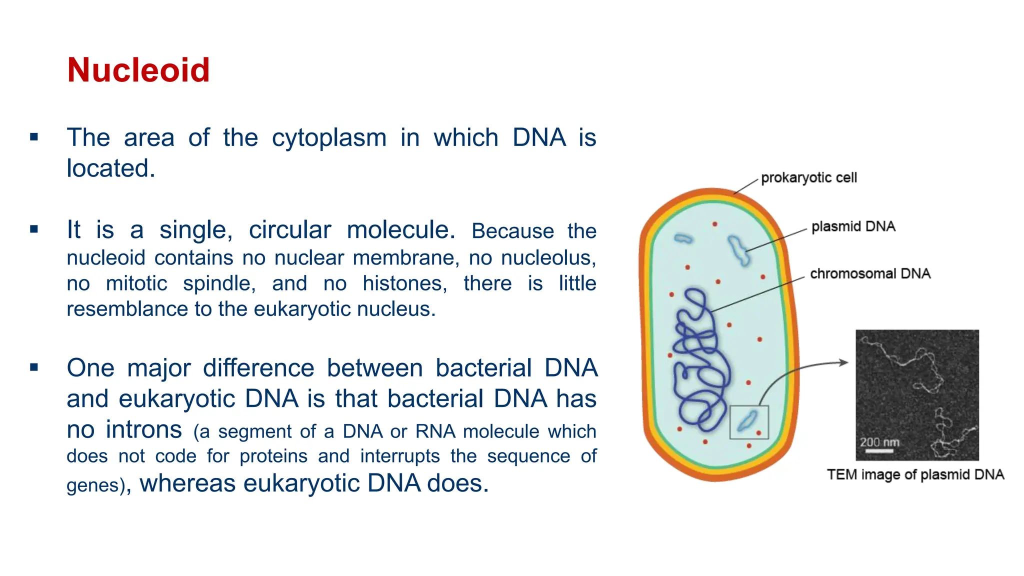 Structure-of-Bacterial-cell.pdf microbiology | PDF