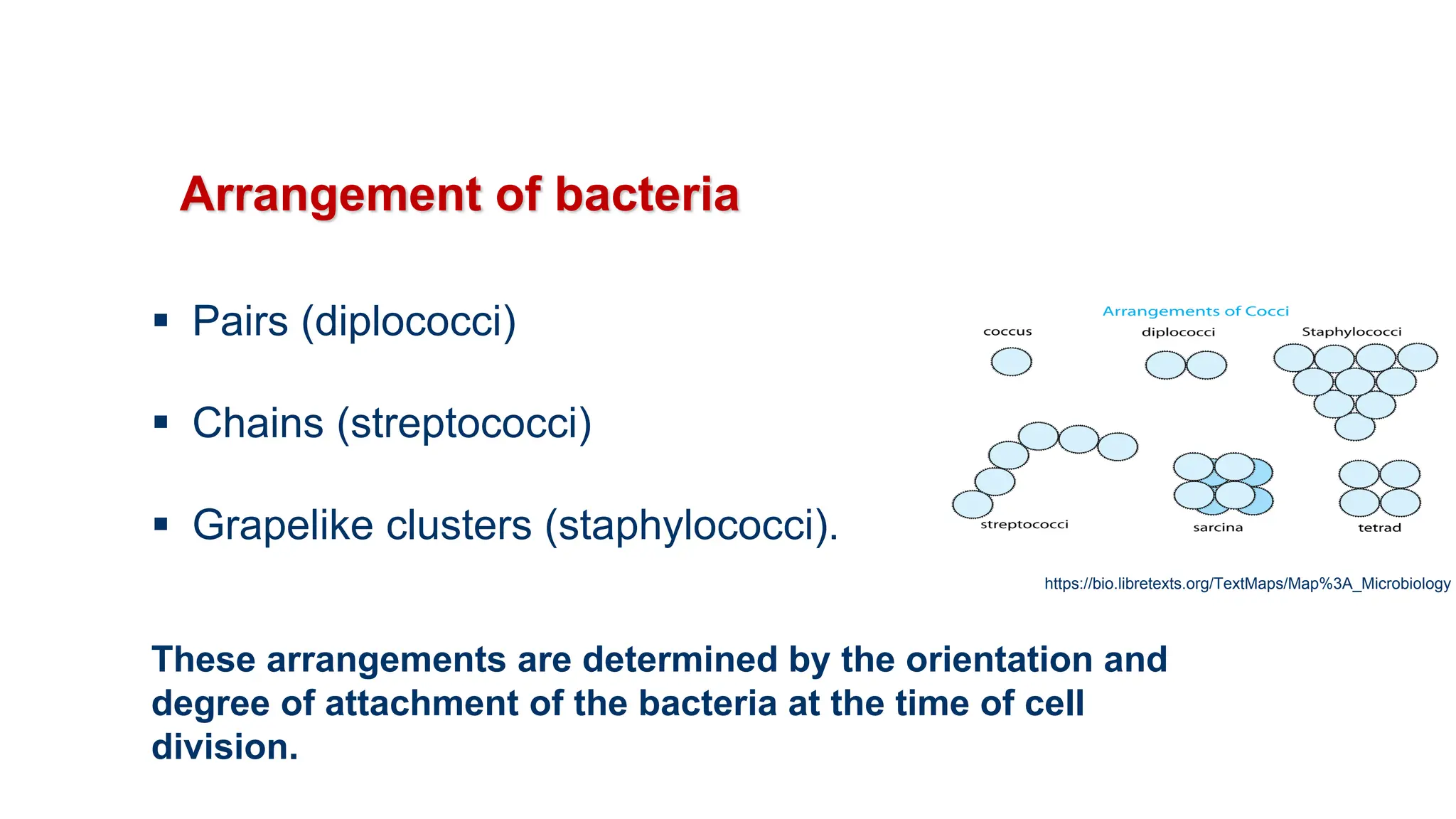 Structure-of-Bacterial-cell.pdf microbiology | PDF