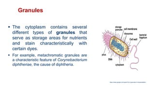 Structure-of-Bacterial-cell.pdf microbiology | PDF