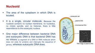 Structure-of-Bacterial-cell.pdf microbiology | PDF