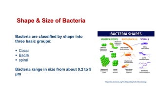 Structure-of-Bacterial-cell.pdf microbiology | PDF