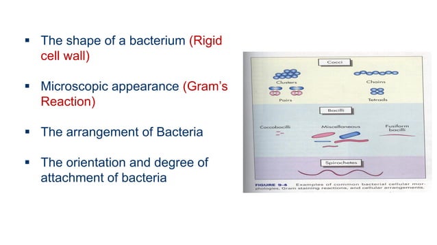 Structure-of-Bacterial-cell.pdf microbiology | PPT