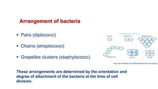 Structure-of-Bacterial-cell.pdf microbiology | PDF