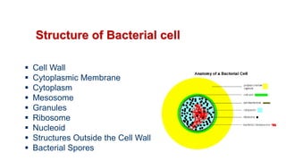 Structure-of-Bacterial-cell.pdf microbiology | PDF