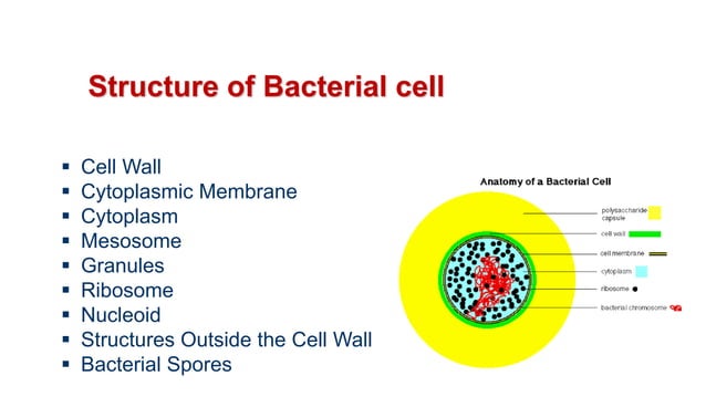 Structure-of-Bacterial-cell.pdf microbiology | PPT