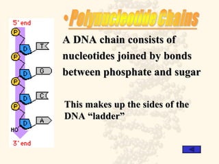 Structure of DNA | PPT