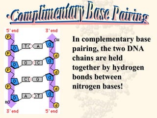 Structure of DNA | PPT