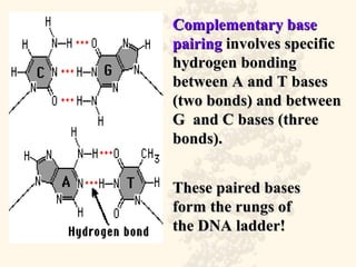 Structure of DNA | PPT
