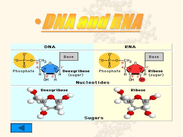 Structure of DNA | PPT