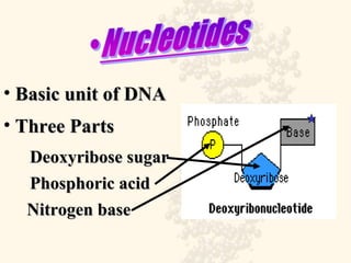 Structure of DNA | PPT