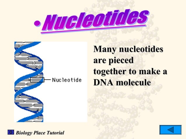 Structure of DNA | PPT
